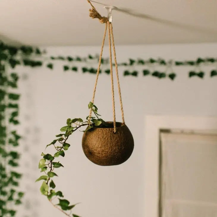 Hanging Coconut Planter — Import Market